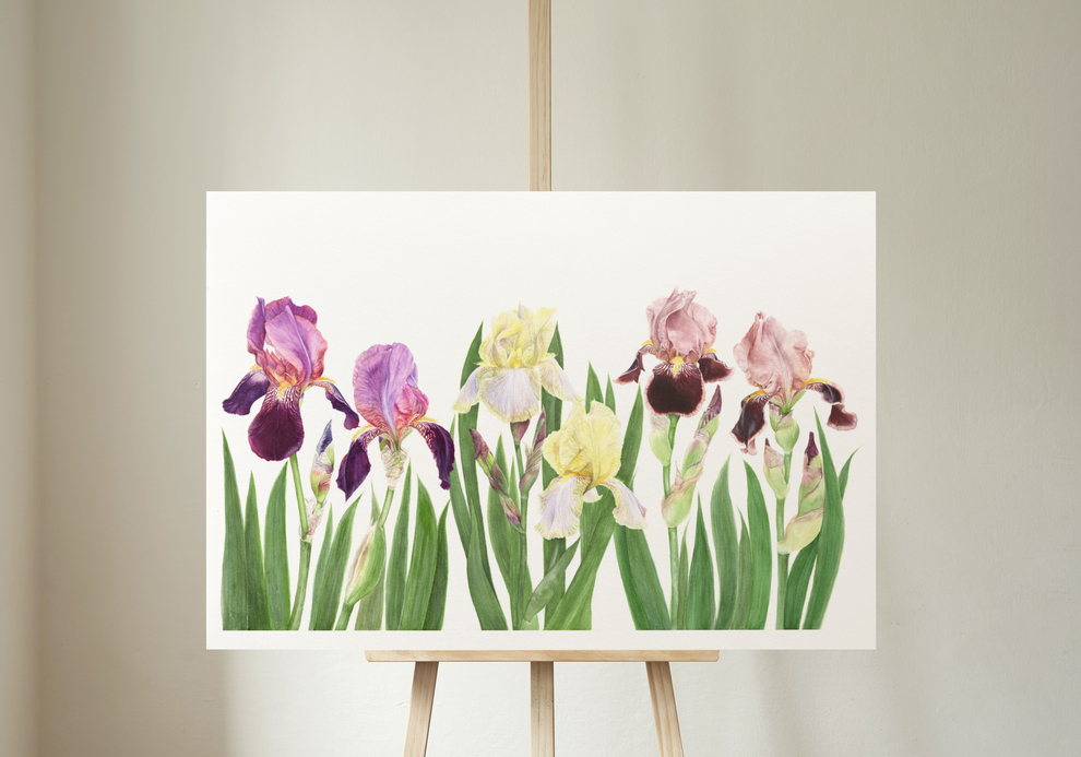 Cayeux Historic Iris collection Limited Edition Prints – Sheryl Elaine Pape
